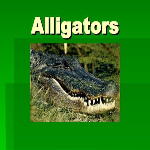 Alligators | PPT