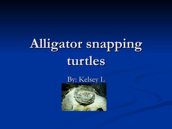 2 327 american alligators | PPT