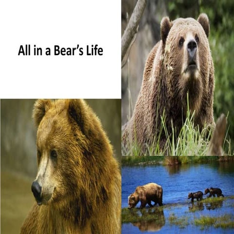 All in a bears life | PPT