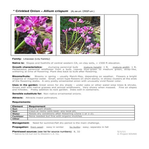 Allium crispum | PDF