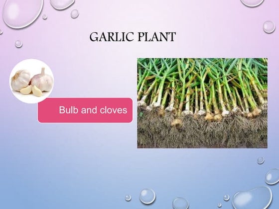 Garlic | PPT