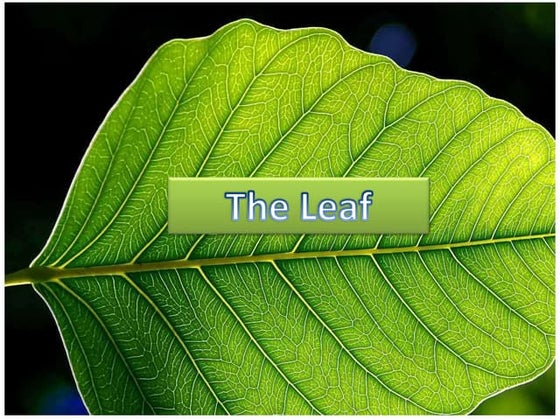 Leaf apex type | PDF | Geology | Science