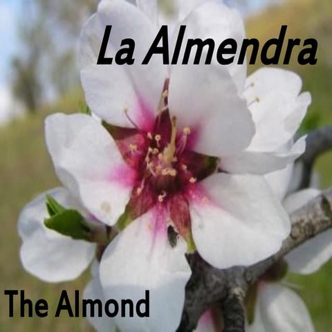 Almendra2 ingles | PDF