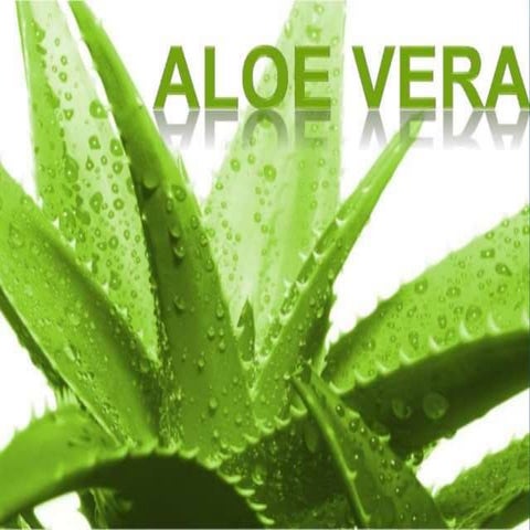 Aloe vera | PPTX