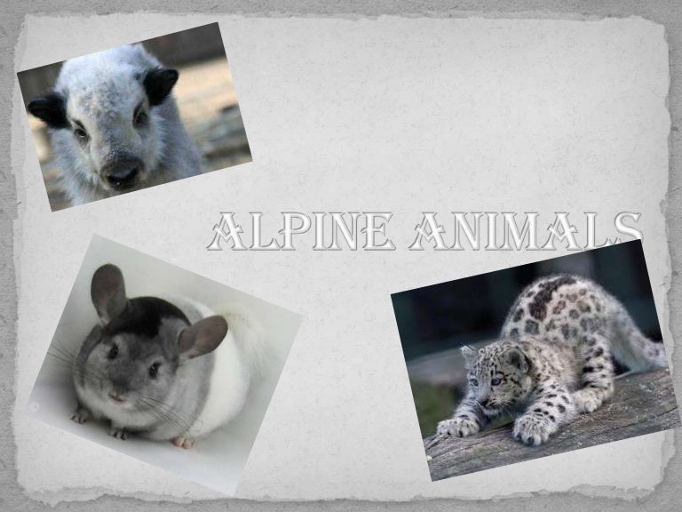 Alpine animals