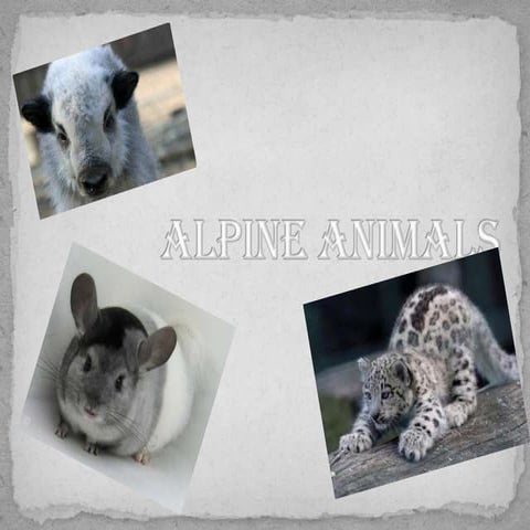 Alpine animals | PPT