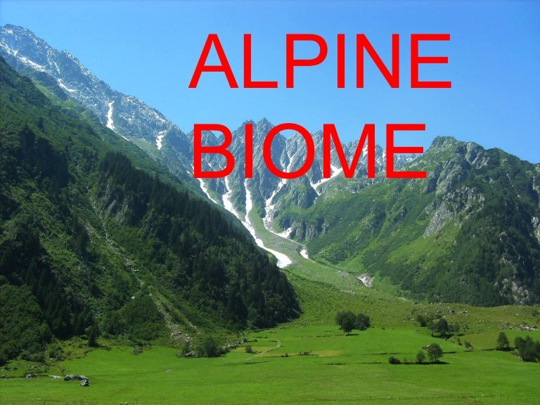 Alpine biome