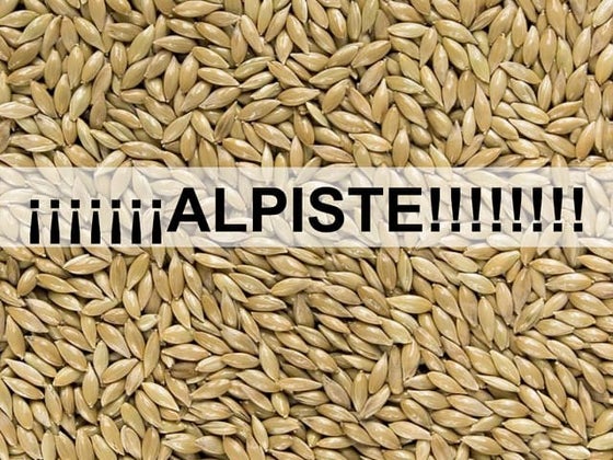 Gradina majorelle Marrakech | PPT