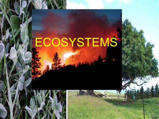 ECOSYSTEM-Group 4.pptx Ecosystem and it's structures | PPT
