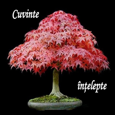 Alte Cuvinte Intelepte | PPT