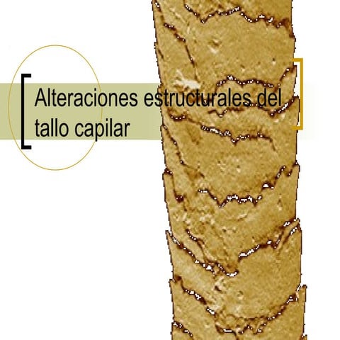 Guía de anatomia de la uña.pdf
