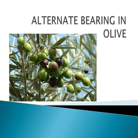 Alternate bearing in olive | PPTX