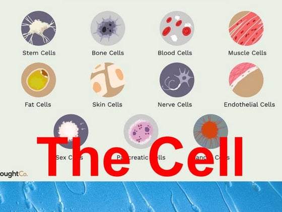 Lesson 4 Cell Modifications | PPT