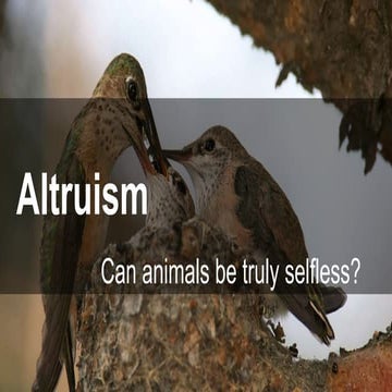 Altruism: Can animals be truly selfless? | PPTX
