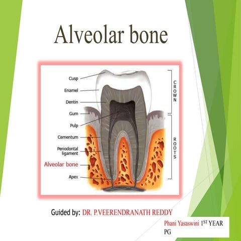 Alveolar bone ppt | PPTX