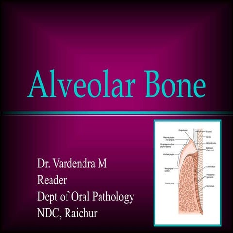 Alveolar Process What Is The Alveolar Bone And What Is Its Function?
