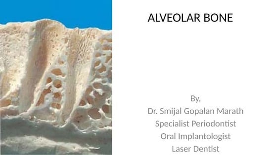 Handout of Alveolar bone Histology | PDF