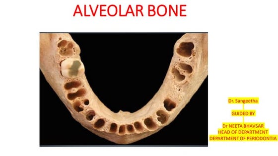Handout of Alveolar bone Histology | PDF