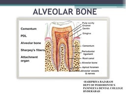 Alveolar bone | PPT