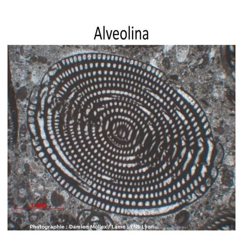 Alveolina | PPTX