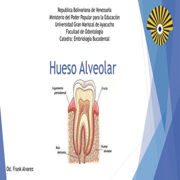 APOFISIS ALVEOLARES EMBRIOLOGIA ODONTOLOGIA | PPTX