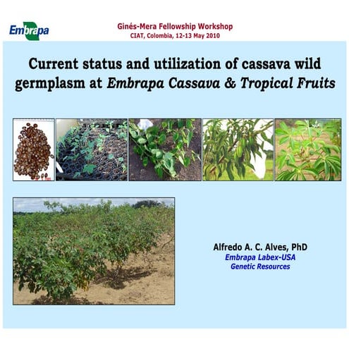 Current status and utilization of cassava wild Ginés-Mera Fellowship ...