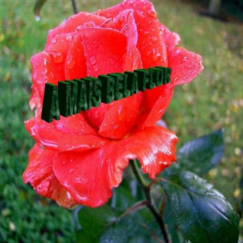 A mais bela flor | PPS