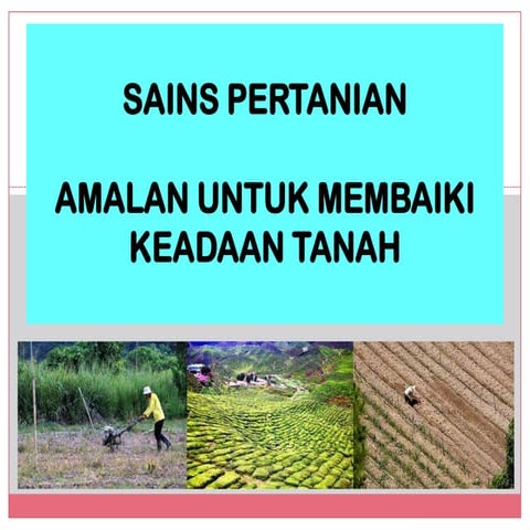 tanaman kelapa sawit | PDF