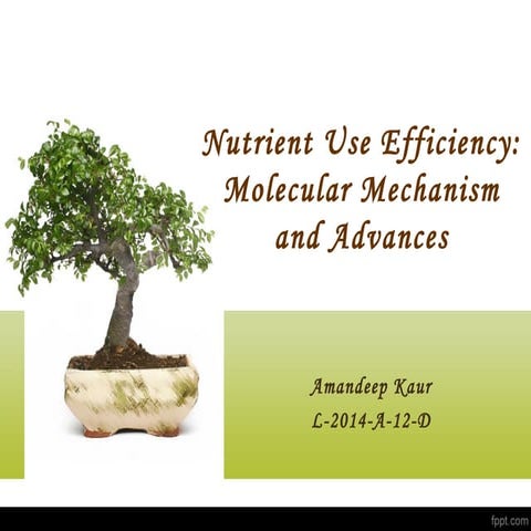 Nutrient Use Efficiency: Molecular Mechanism and Advances | PPT