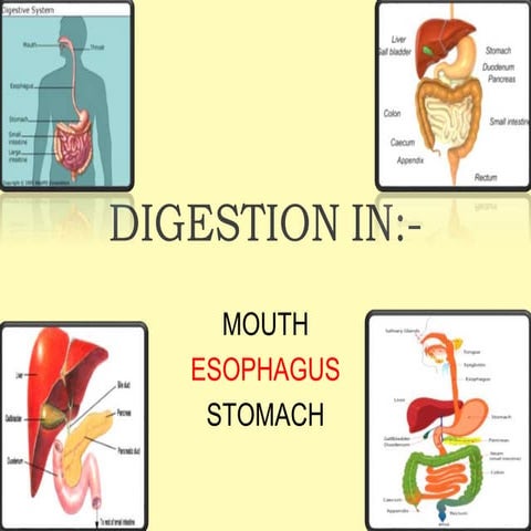 digestion in mouth, esophagus and stomach... | PPTX