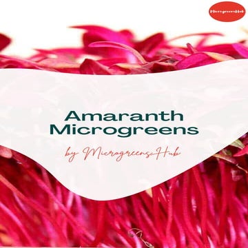 Amaranth Microgreens.pdf