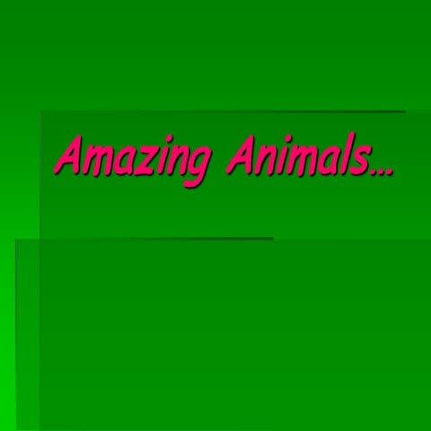 Amazing animals | PPT