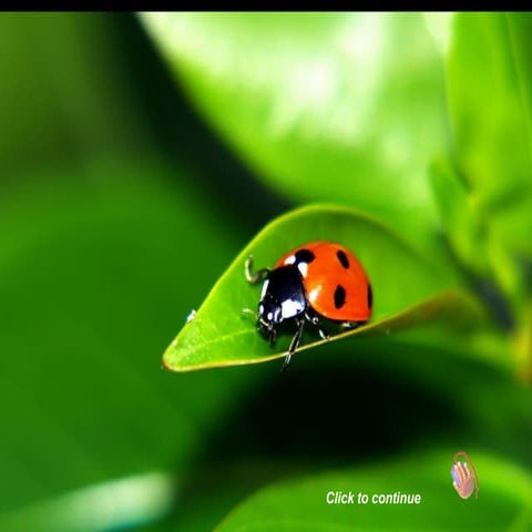 Amazing animals | PPS