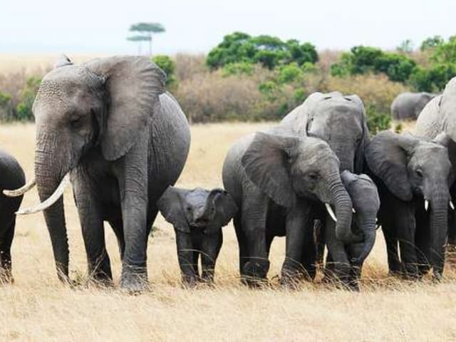 Captivating Examples Of Silhouette Photography