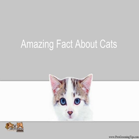 Amazing Fact About Cats | PPTX