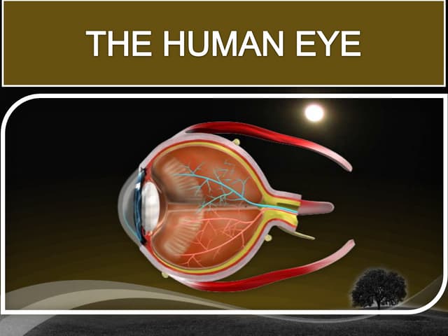 Chapter 14 The Human Eye Lesson 3 - The 2 Mechanisms of the Eye 1) Ac…