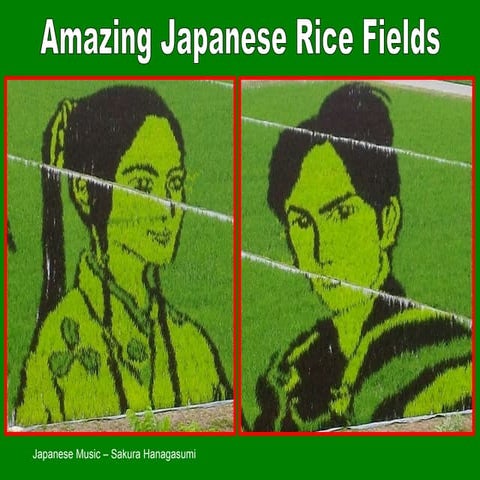 Amazing Japanese Rice Fields | PPT