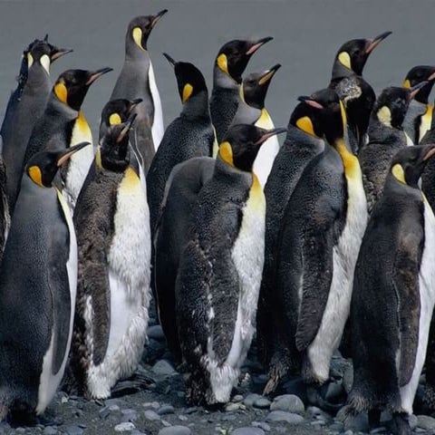 Amazing Penguin World | PPT