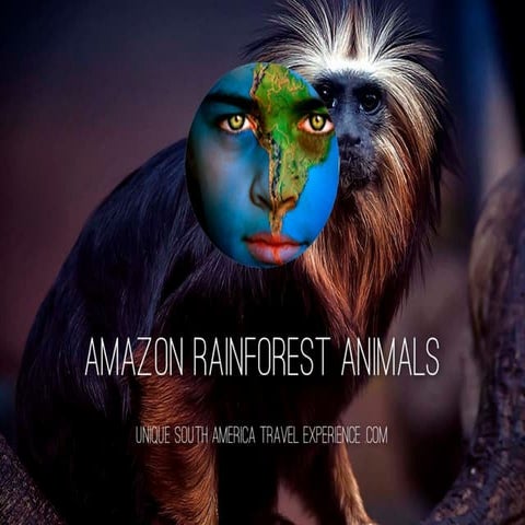 Amazon rainforest-animals | ODP