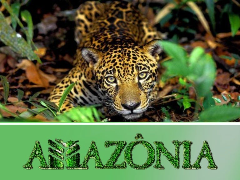 Ecologia - Bioma Amazônia