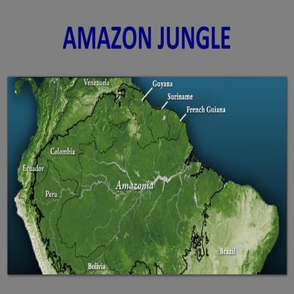 Amazon jungle | PPT
