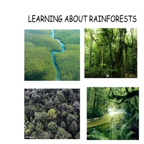 Amazon rainforest | PPT