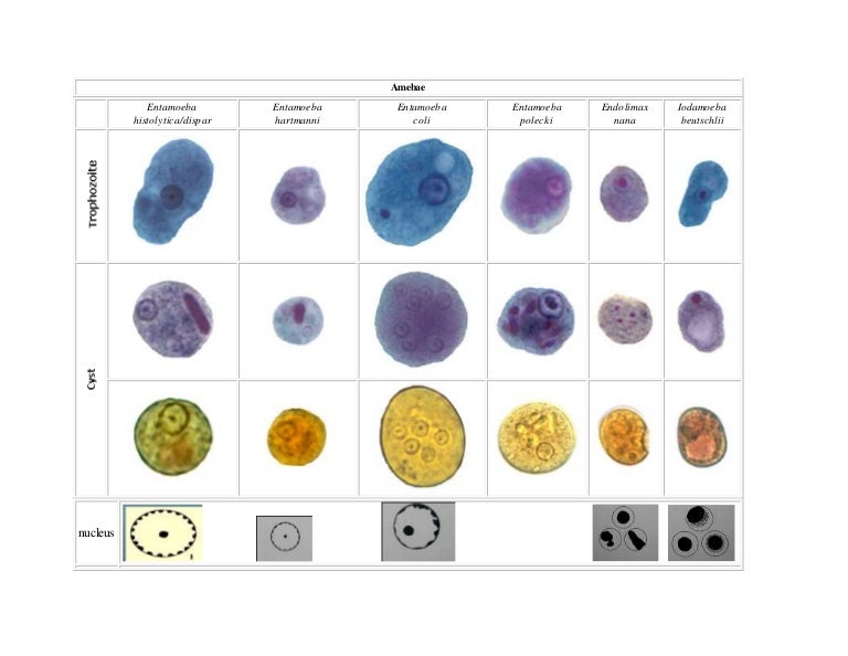 Amebae CDC notes
