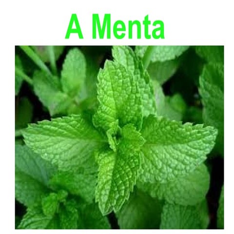 A menta | PPS
