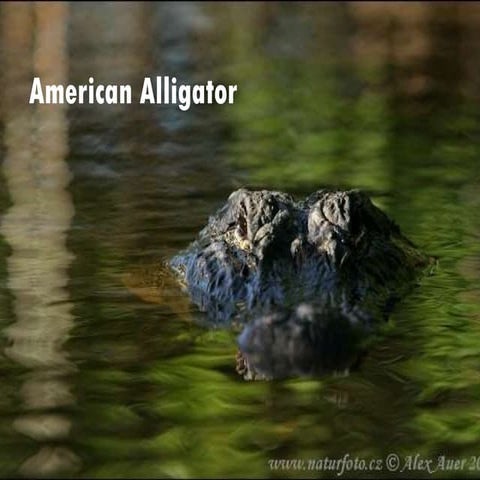 American alligator | PPT