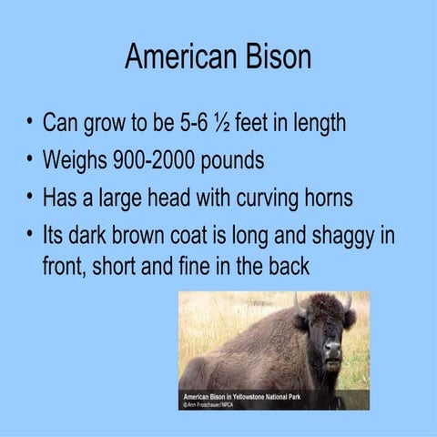 American bison cci 3 l | PPT