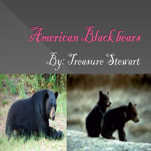 Black Bears | PPTX
