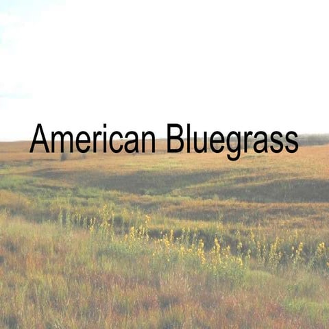 American bluegrass | PPTX