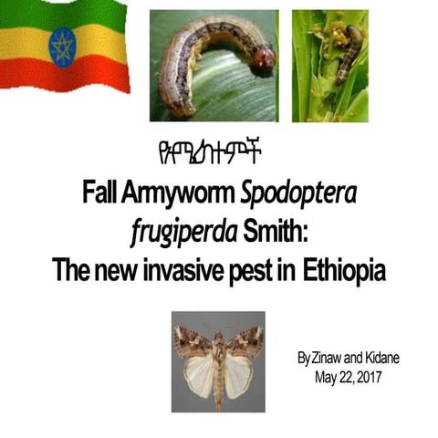 Fall army worm (Spodoptera frugiperda) | PPT