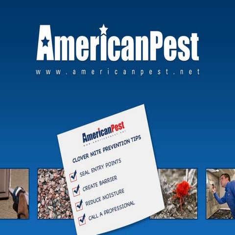 American Pest Provides Clover Mite Tips | PPTX